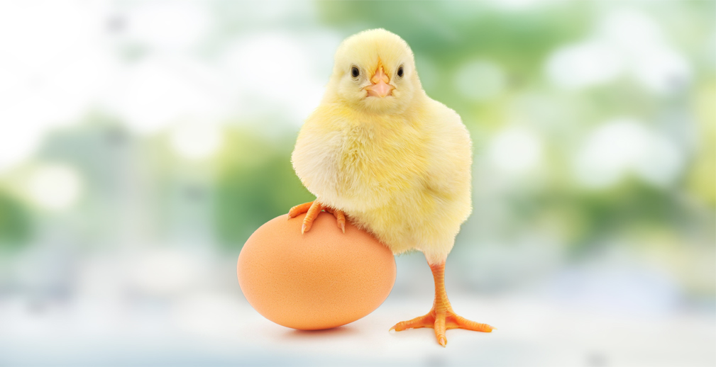 Россия вошла в топ-10 стран с наибольшим потреблением куриных яиц на ...